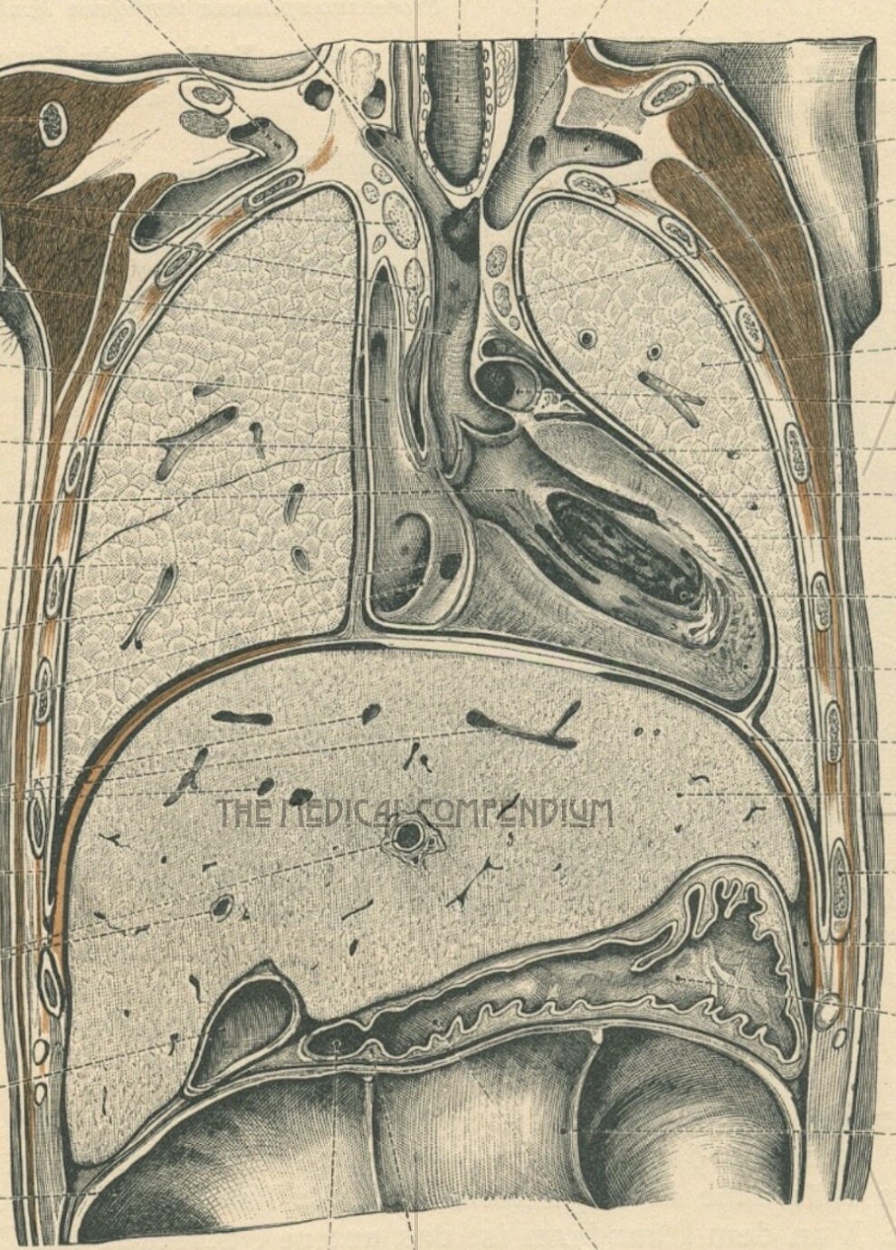 Antique Coronal Plane Anatomical Print Chest Anatomy Autopsy Abdominal ...