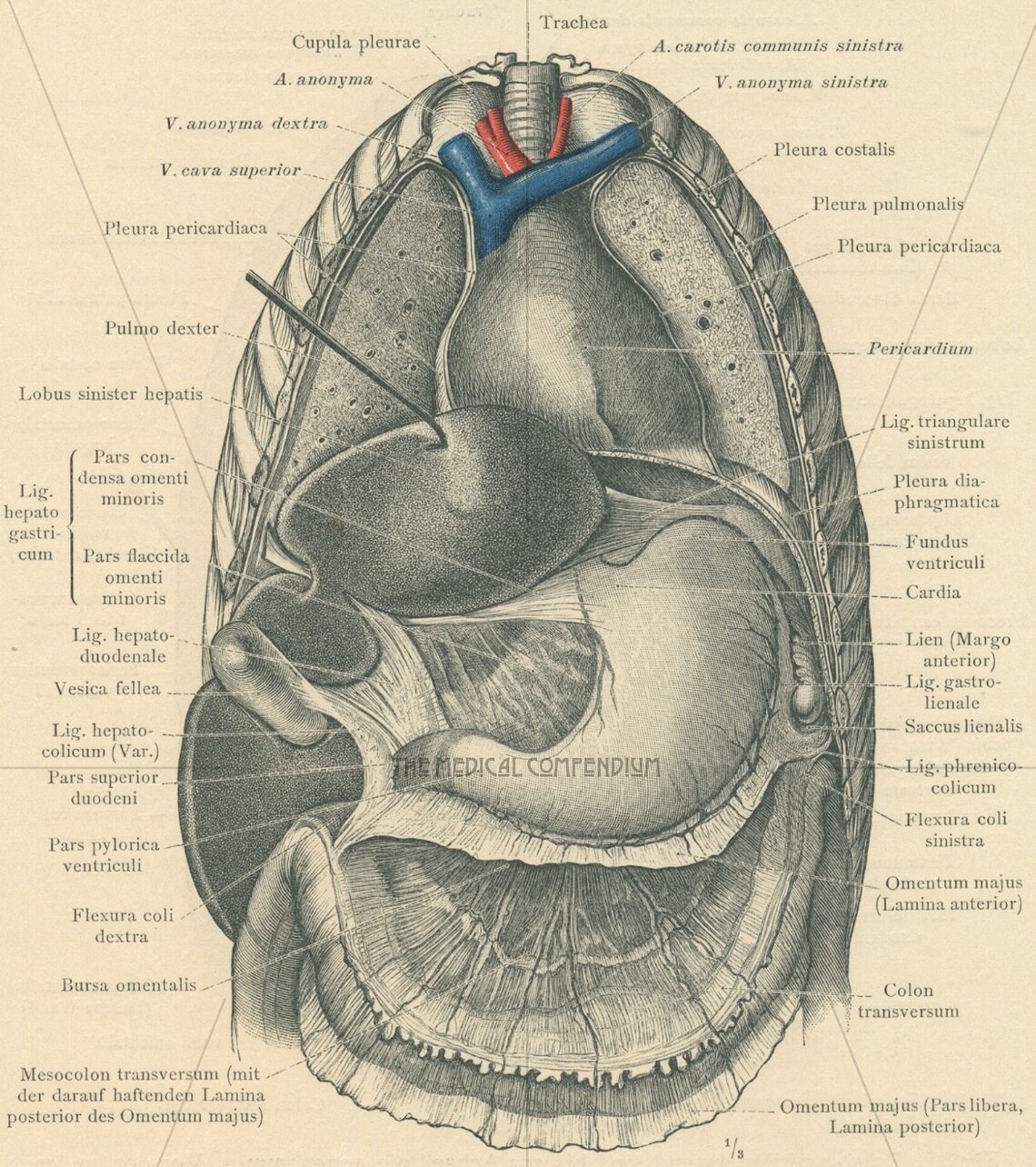 Antique Chest Anatomy Print Autopsy Rib Cage Thorax Chest Cavity ...