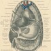 Antique Chest Anatomy Print | Autopsy | Rib Cage | Thorax | Chest ...
