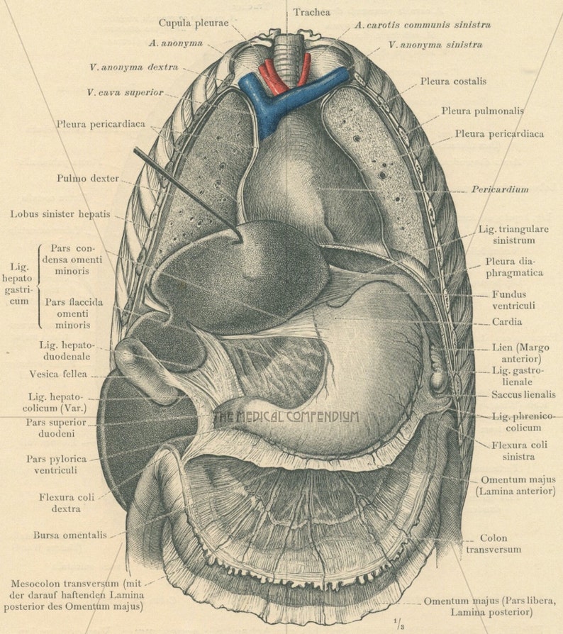 Antique Chest Anatomy Print | Autopsy | Rib Cage | Thorax | Chest ...