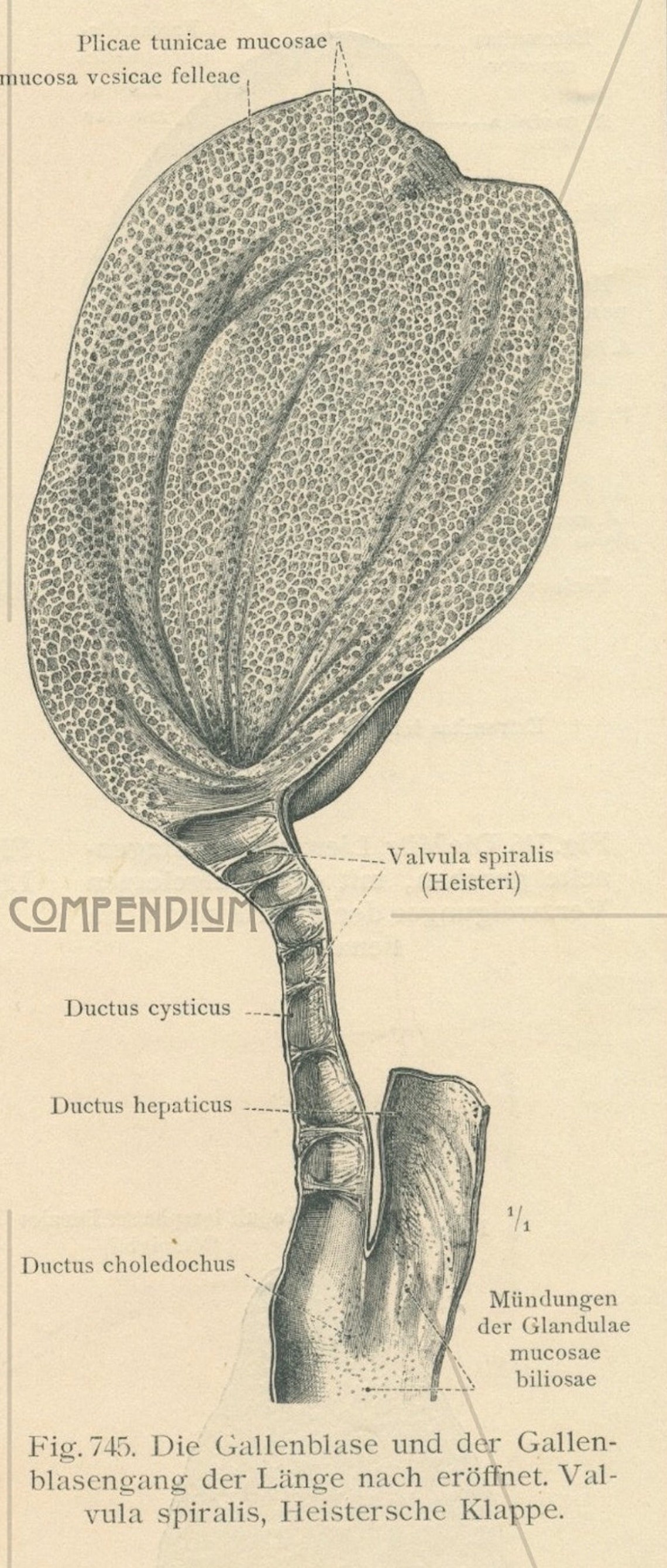 Antique Gallbladder Anatomy Print. Digestive System. Hepatology ...
