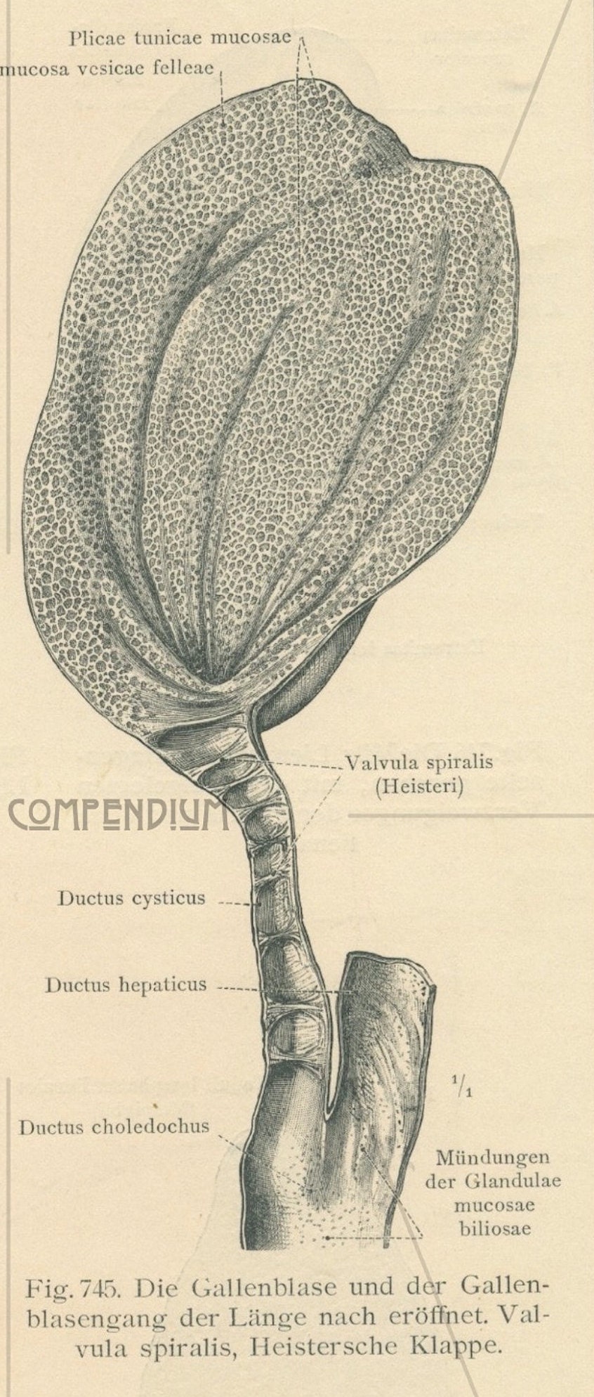 Antique Gallbladder Anatomy Print. Digestive System. Hepatology ...