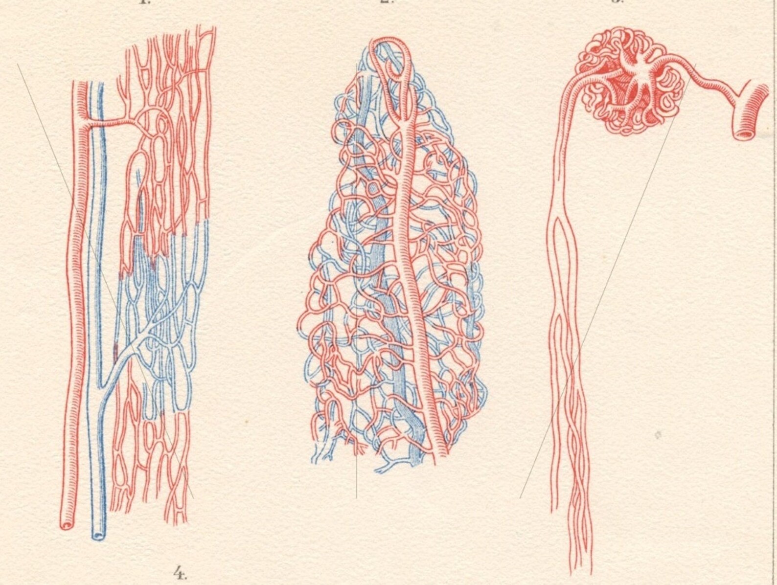 Antique Capillaries Print Blood Vessels Vascular Medicine Angiology ...