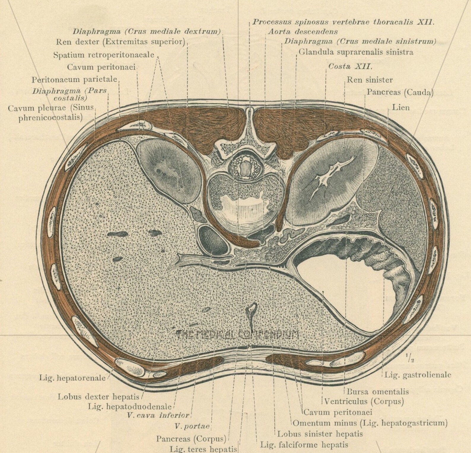 Antique Chest Anatomy Print | Autopsy | Rib Cage | Chest Cavity ...