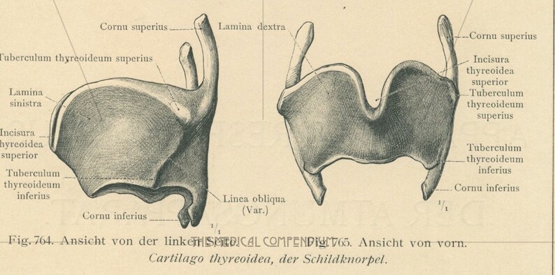 Antique Laryngeal Skeleton Print | Thyroid Cartilage | Trachea | Larynx ...