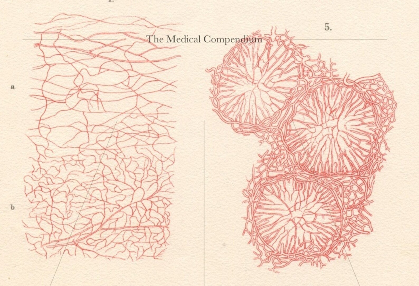 Antique Capillaries Print Blood Vessels Vascular Medicine Angiology ...