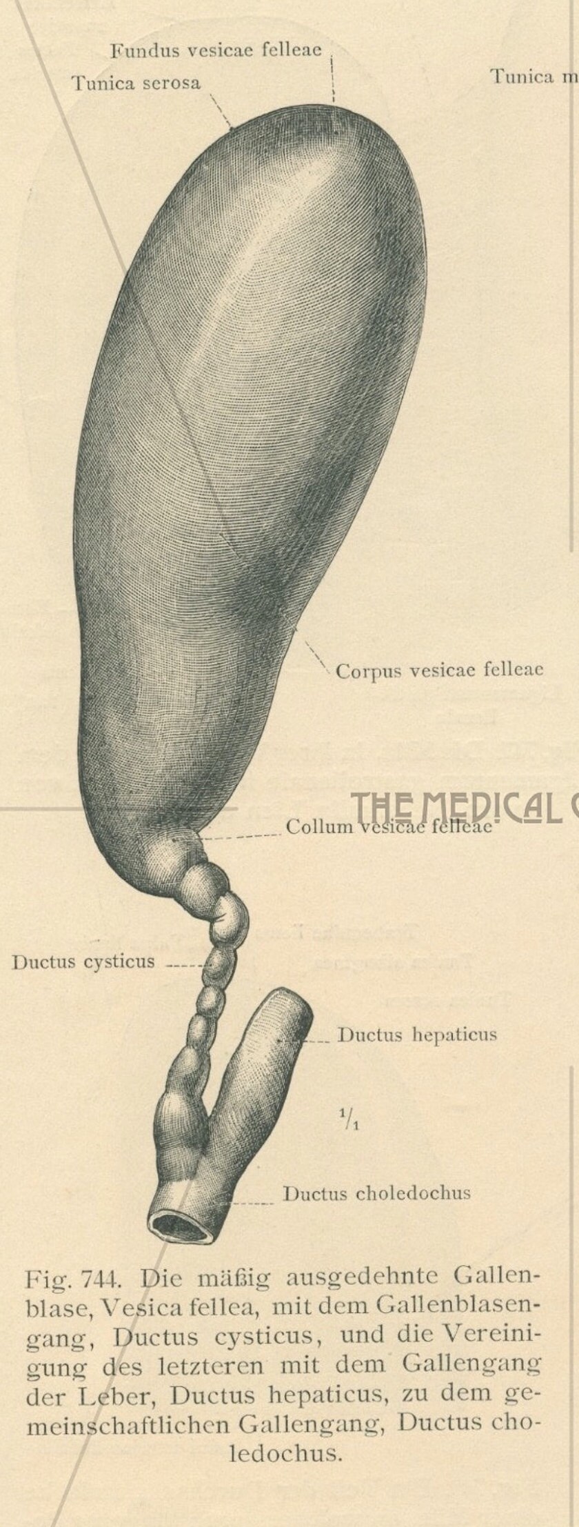Antique Gallbladder Anatomy Print. Digestive System. Hepatology ...