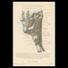 Antique Chest Anatomy Print Autopsy Rib Cage Thorax Chest Cavity ...