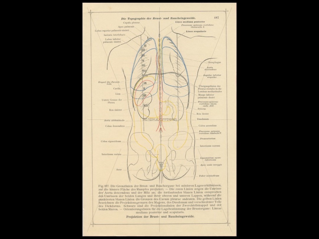 Antique Human Torso Print Organs Medical Art Rib Cage Chest Cavity ...