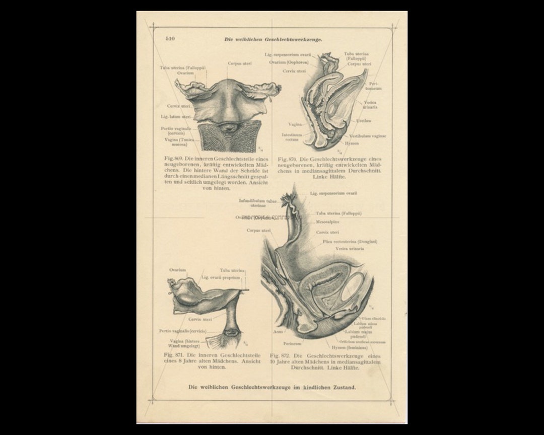 Antique Female Reproductive System Print. Human Anatomy Print ...