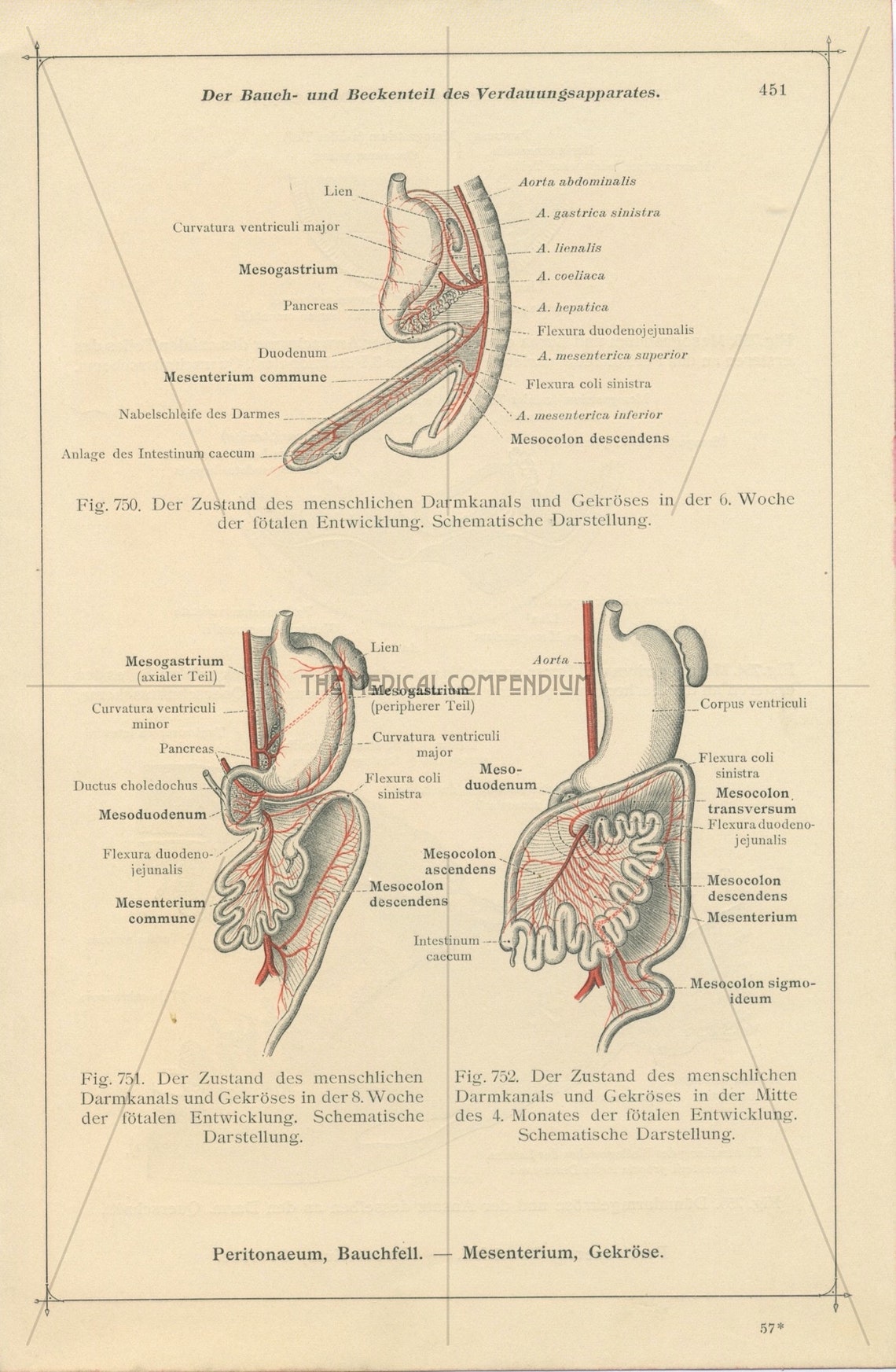 Antique Embryonic Development Print. Digestive System. Gastroenterology ...