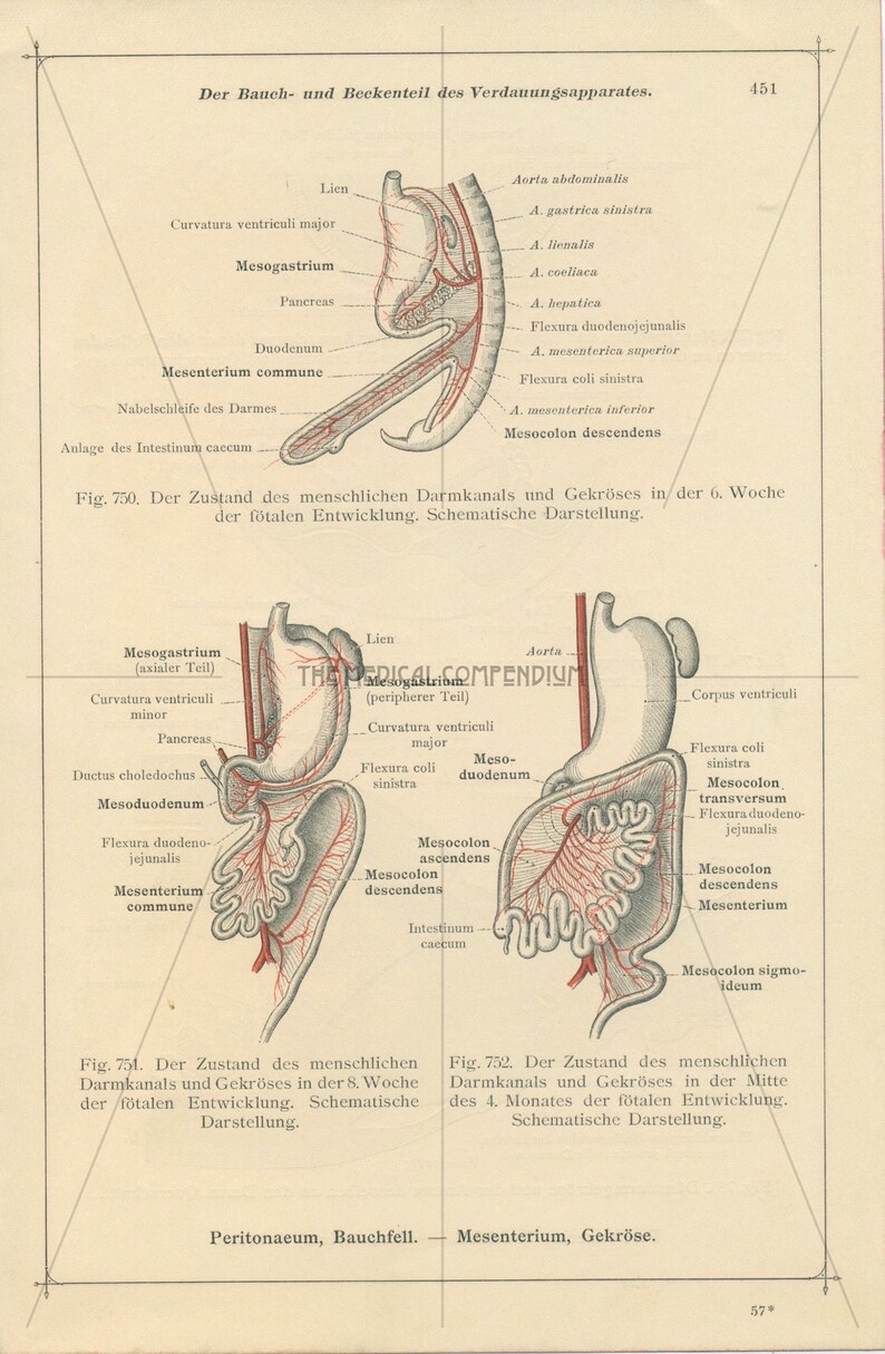 Antique Embryonic Development Print. Digestive System. Gastroenterology ...