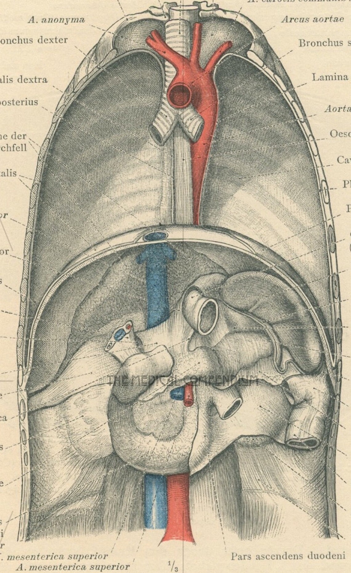Antique Chest Anatomy Print Autopsy Rib Cage Chest Cavity Abdominal ...