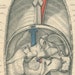 Antique Chest Anatomy Print Autopsy Rib Cage Chest Cavity Abdominal ...