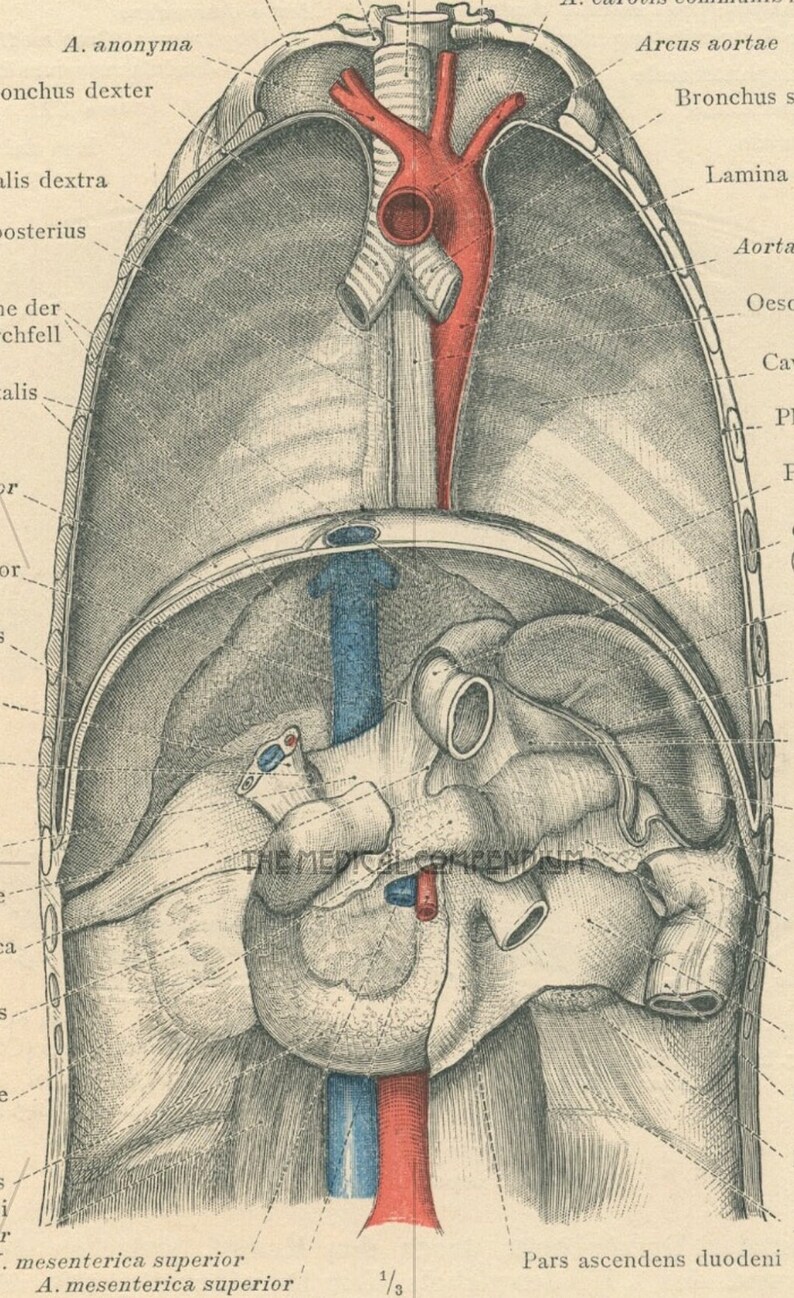 Antique Chest Anatomy Print | Autopsy | Rib Cage | Chest Cavity ...