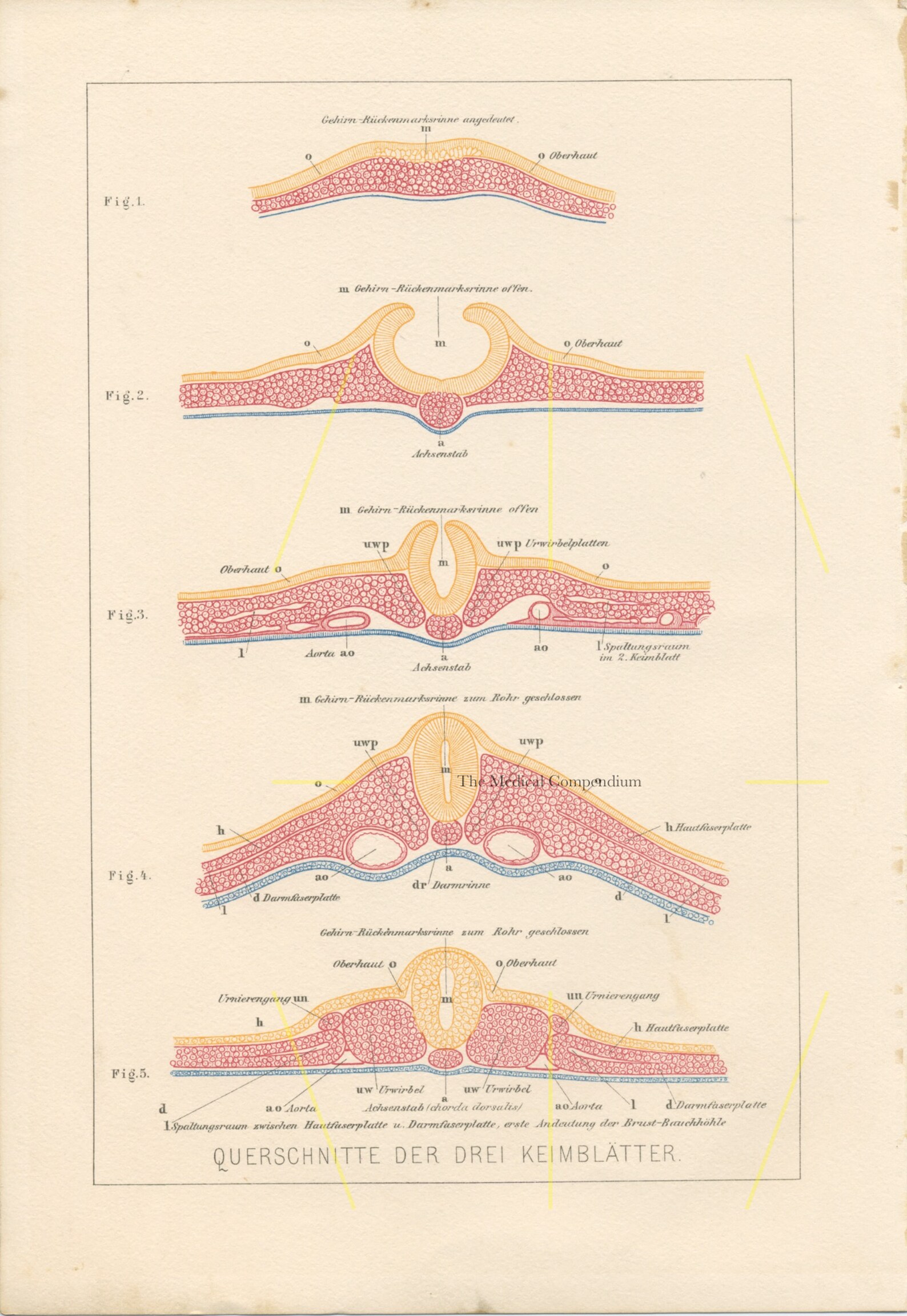 Antique Embryonic Development Print Embryogenesis Germ Layers ...