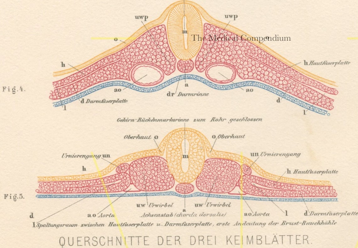 Antique Embryonic Development Print Embryogenesis Germ Layers ...