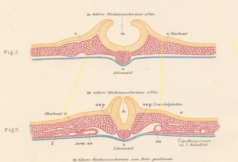 Antique Embryonic Development Print Embryogenesis Germ Layers ...