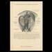 Antique Male Perineum Print | Male Anatomy Print | Genitals | Anus ...