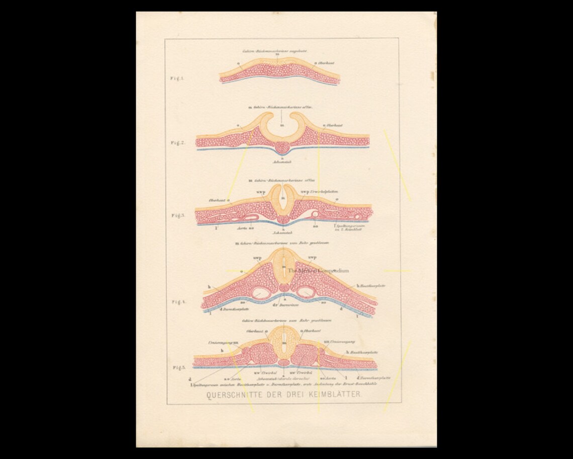 Antique Embryonic Development Print Embryogenesis Germ Layers ...