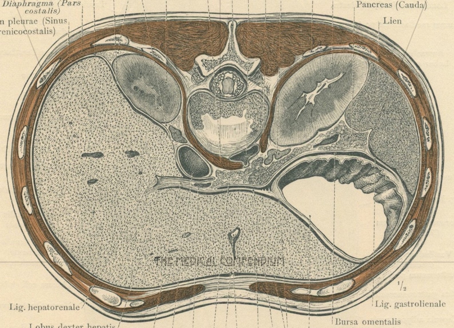 Antique Chest Anatomy Print | Autopsy | Rib Cage | Chest Cavity ...