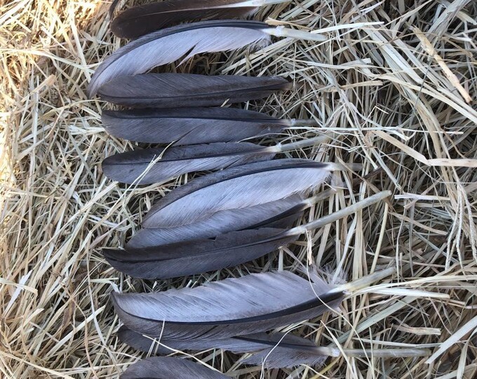 15 Small Feathers Premium Natural Duck Feathers - Craft Quality | 5-6 ...