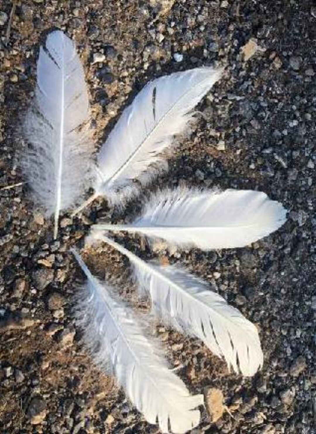 5 White Small Feathers | 5-8 Inches | Premium Craft Supply - Mini Geese ...