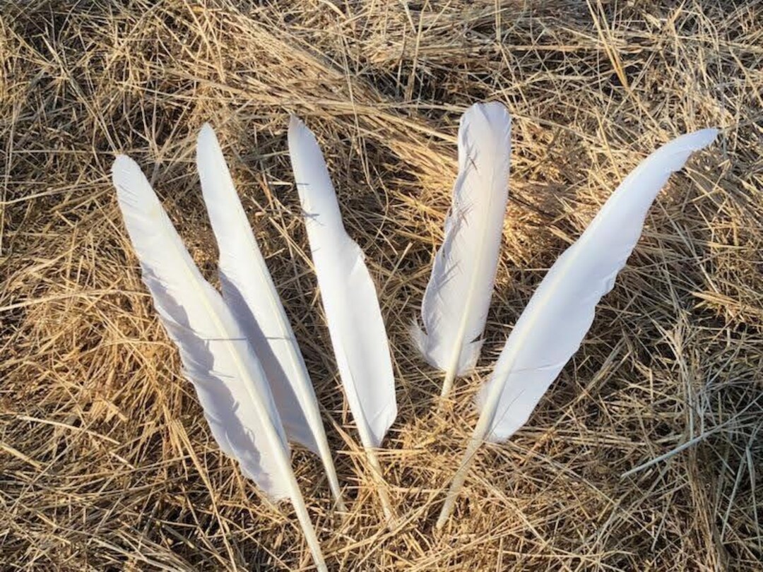 5 White Wing Geese Feathers, Natural Premium Geese Feathers ...