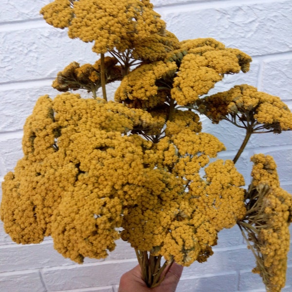 Yellow Dried Flowers - Etsy