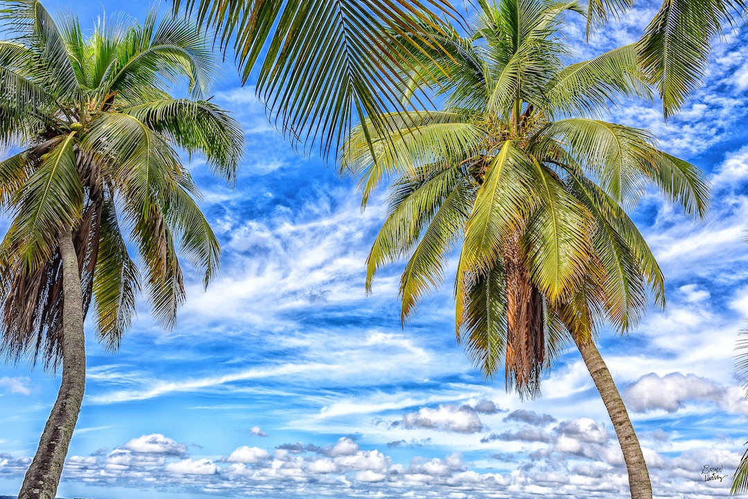 Palm Trees in South Florida | Photograph | Fort Myers, Florida | Island ...