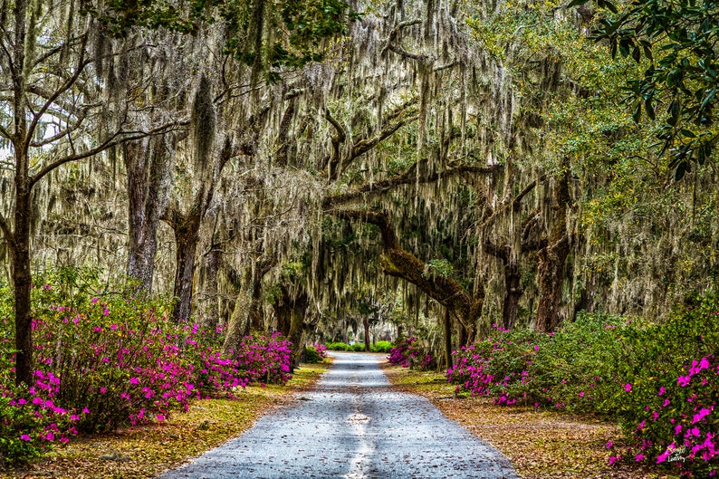 Azaleas and Spanish Moss, Savannah, Georgia | Photograph | Historic ...