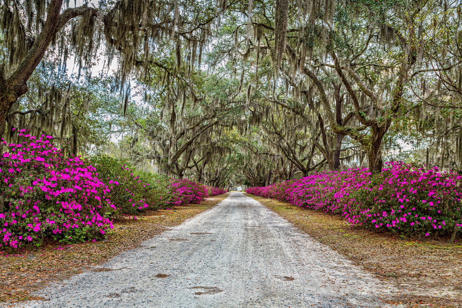 Azaleas and Spanish Moss, Savannah, Georgia | Photograph | Historic ...