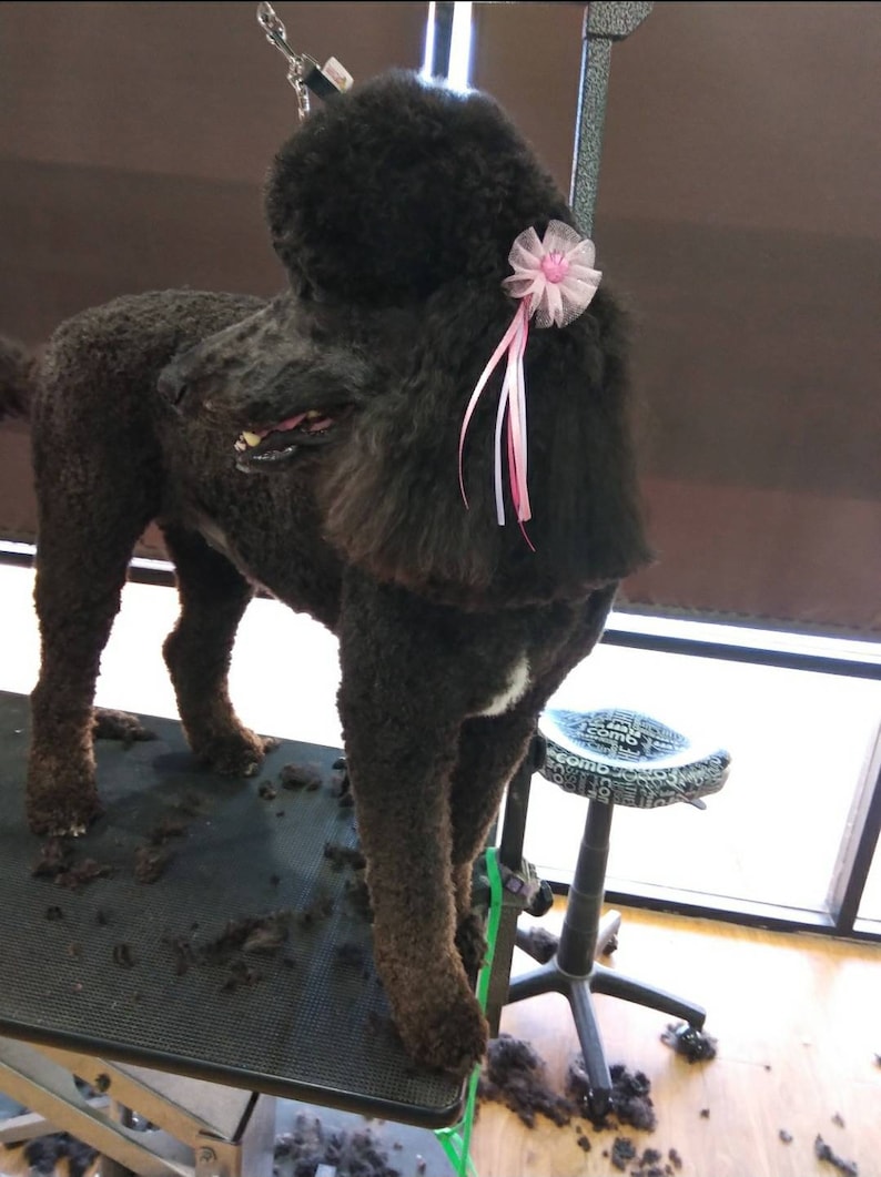 Dog Hair Streamers Grooming Streamers for Bows dog hair bows - Etsy.de