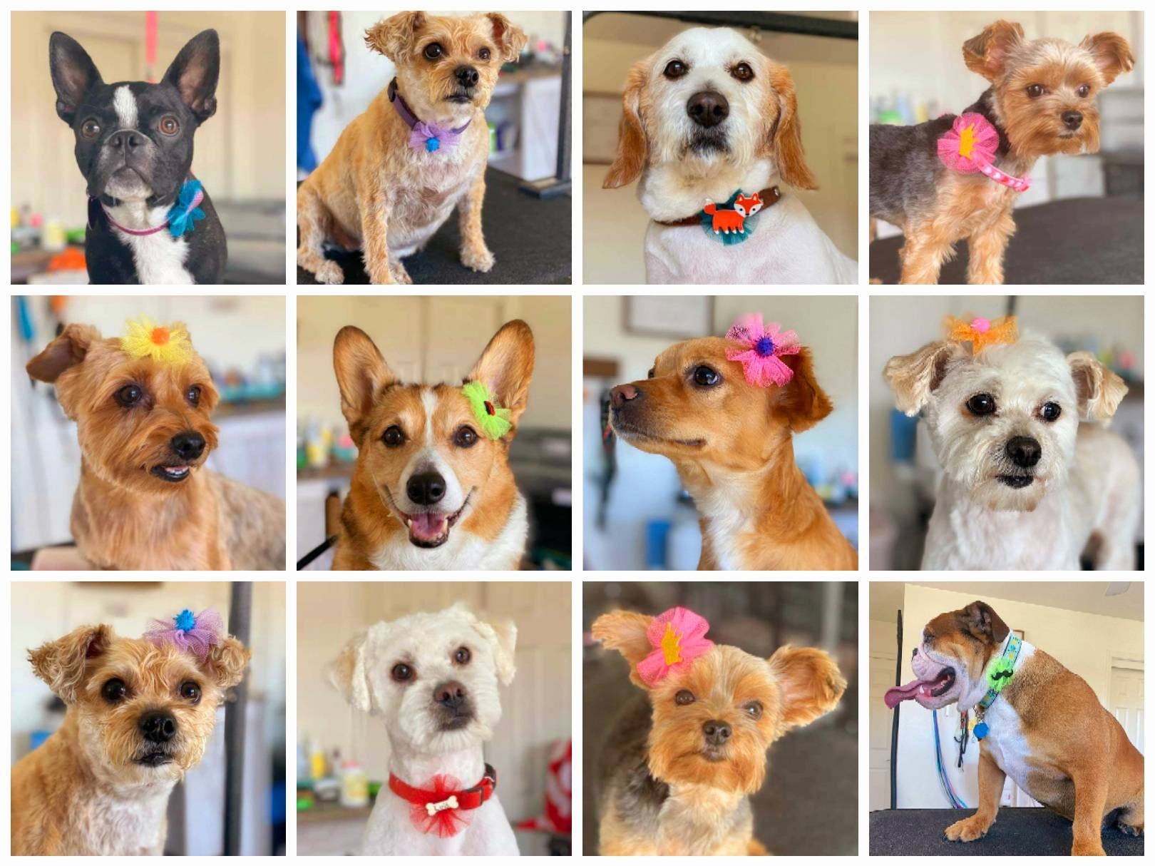 Plain DOG BOWS, Tulle Dog Bows, Grooming Dog Topknot Bows - Etsy