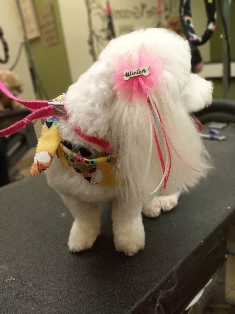 Dog Hair Streamers Grooming Streamers for Bows Dog Hair Bows - Etsy
