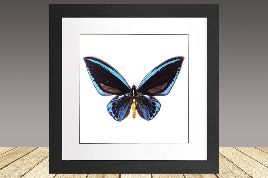 Priam's Blue Birdwing, Ornithoptera Priamus Urvillianus, Real Butterfly ...