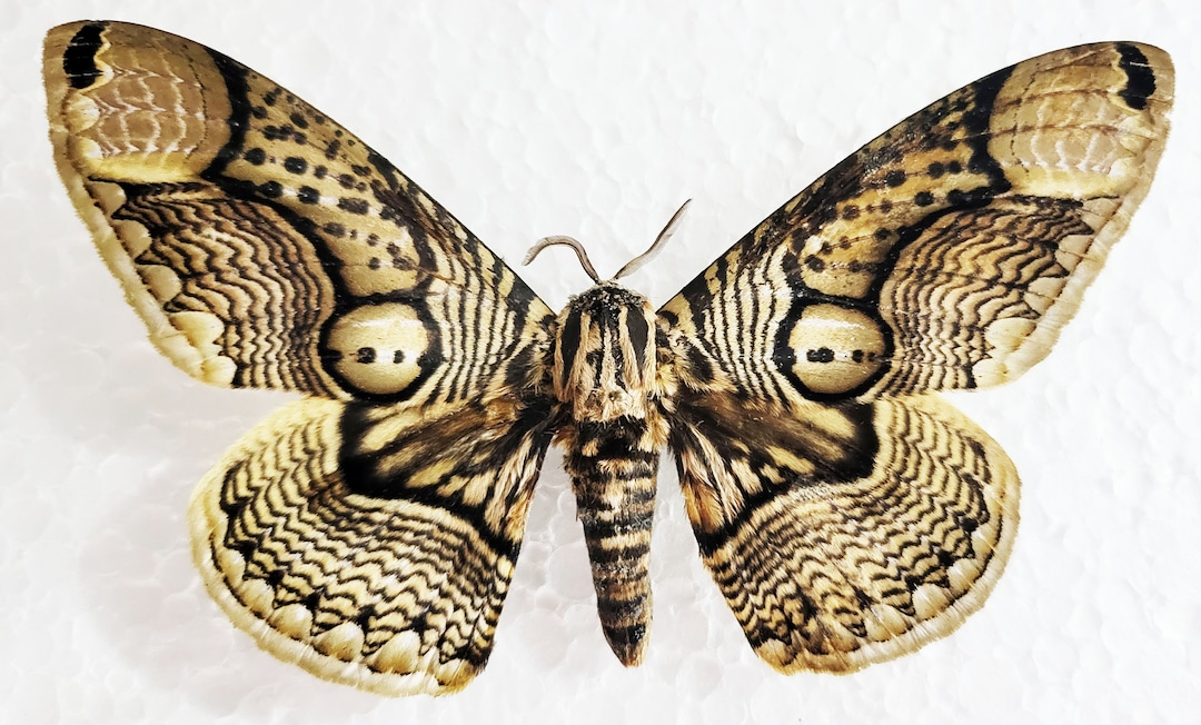 Brahmaea Wallichii, Also Known as the Owl Moth, Real Butterfly, for ...