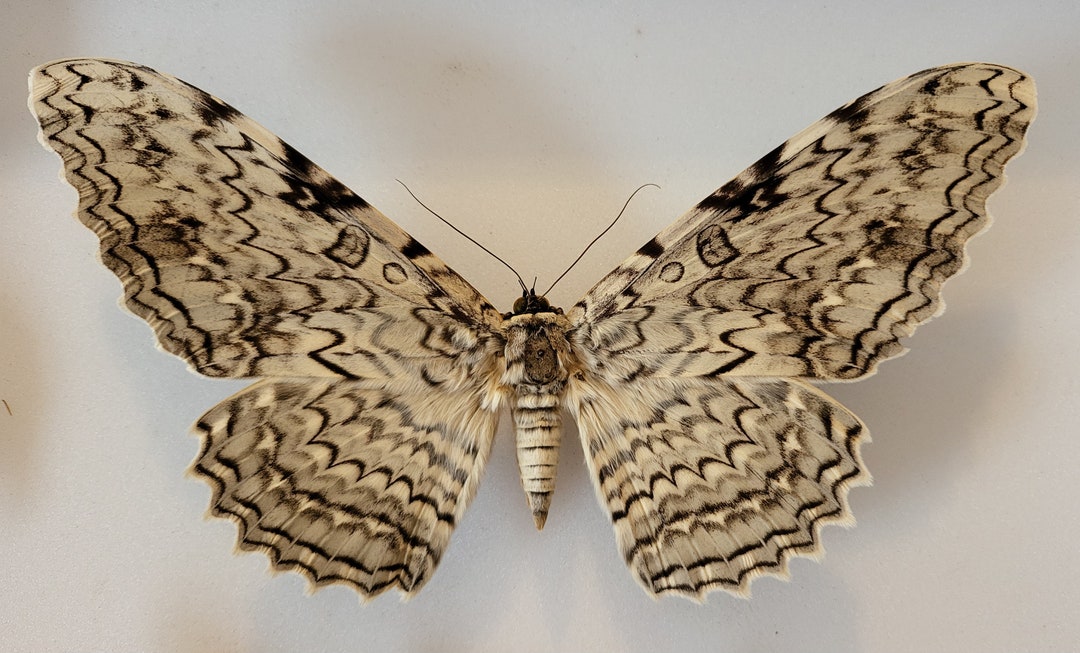 The White Witch Moth, Spread Moth, Real Moth, Real Insect, Real ...