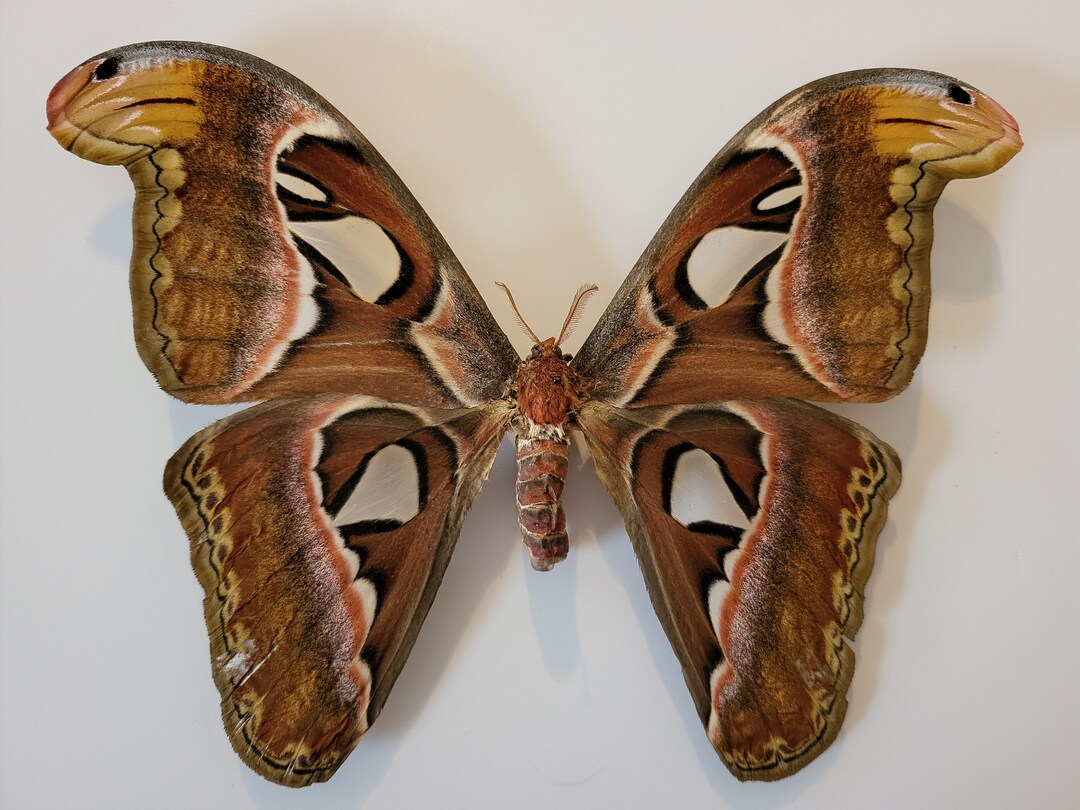 Atlas Moth/snakes Head Male/female, Real Moth ,spread Moth , for ...