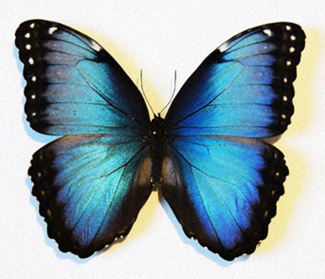 Spread Helenor Blue Morpho, Morpho Helenor Carillensis,, Real Butterfly ...