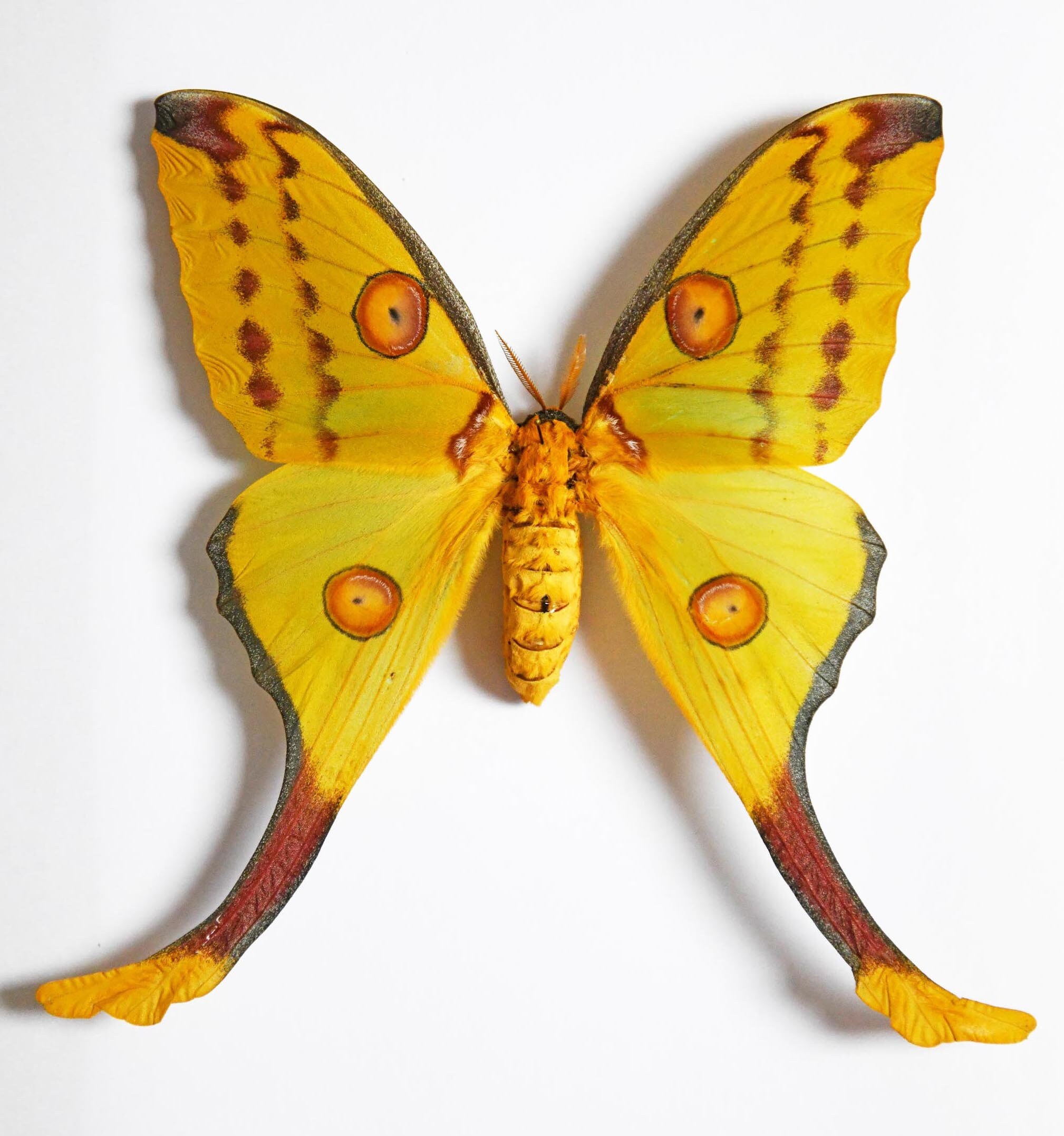 Female Comet Moth