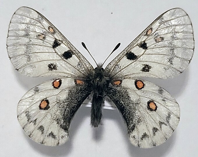 Rnassius parnassius Jacquemonti Variabilis, Real Butterfly ,spread ...