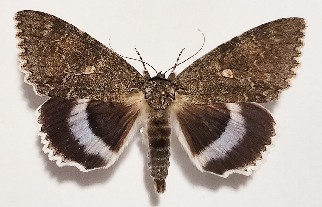 Blue Underwing Moth, Real Moth , Spread , Real Moth, Real Insect - Etsy