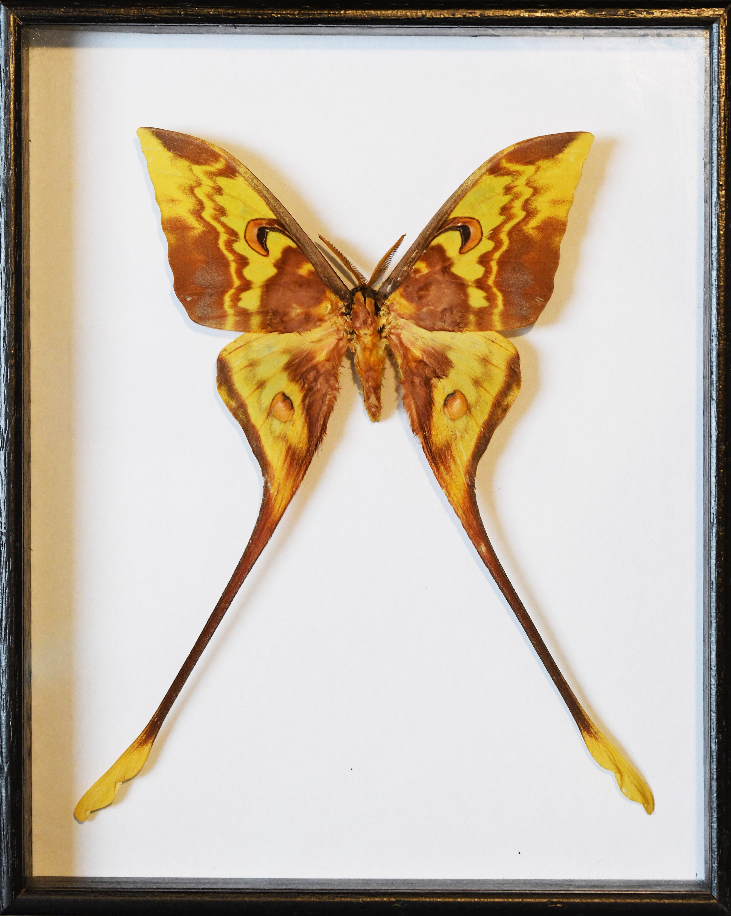 Malaysian Moon Moth, Actias Maenas, Framed Moth, Real Insect, Real Moth ...