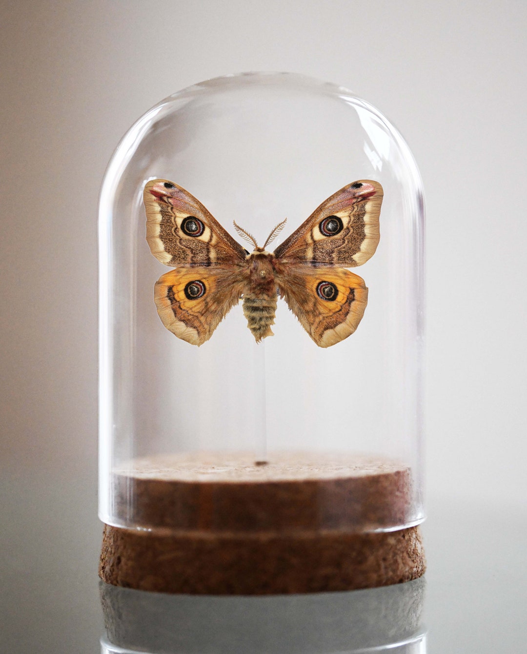 Emperor Moth Jar, Real Moth, Real Insect - Etsy