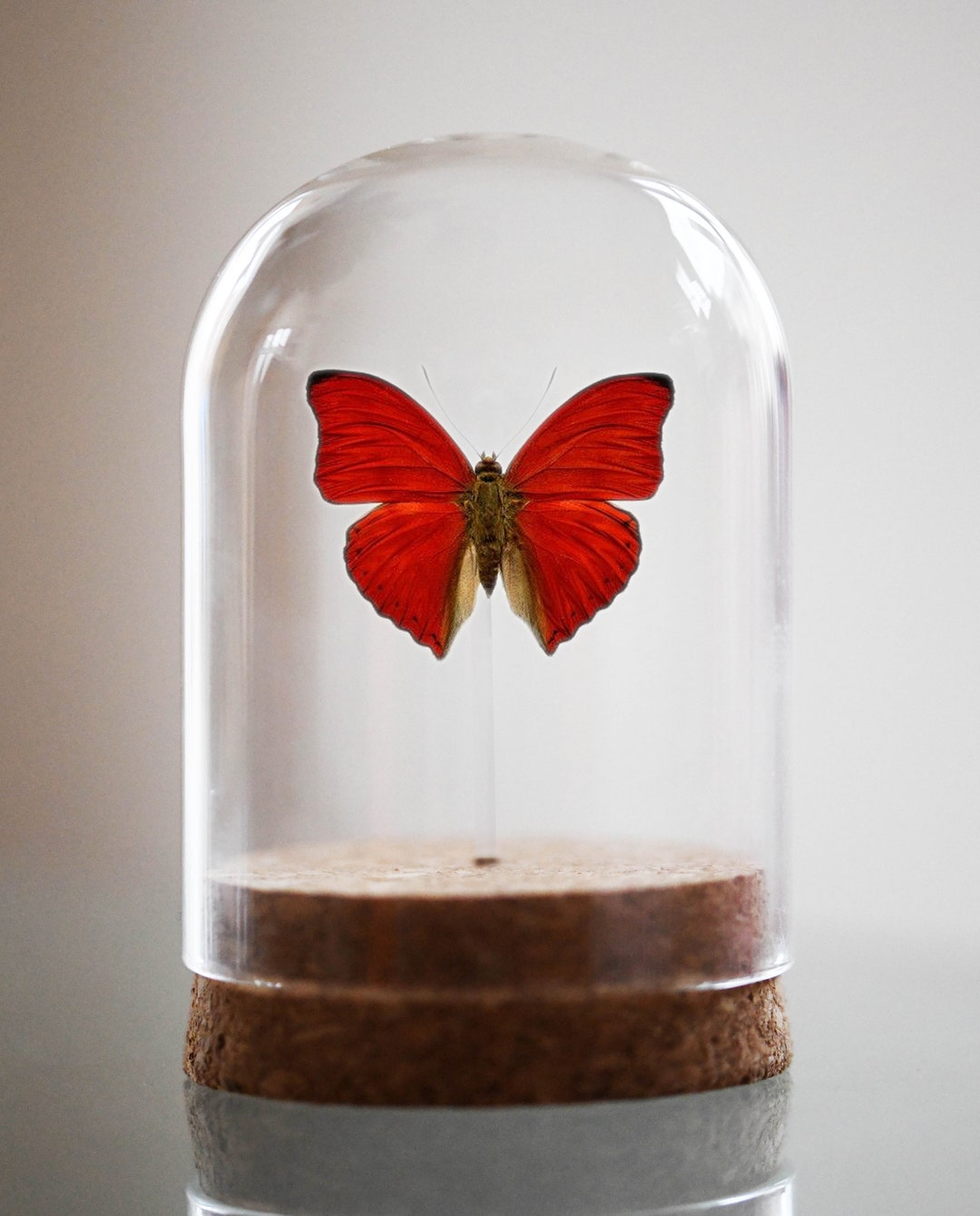 He Blood-red Glider, Cymothoe Sangaris,, Glass Bell Jar, Real Insect - Etsy