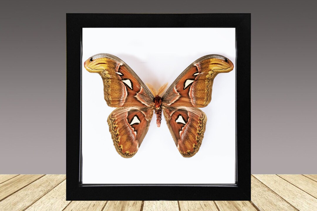 Attacus Atlas, the Atlas Moth, Framed Moth, Framed Insect - Etsy