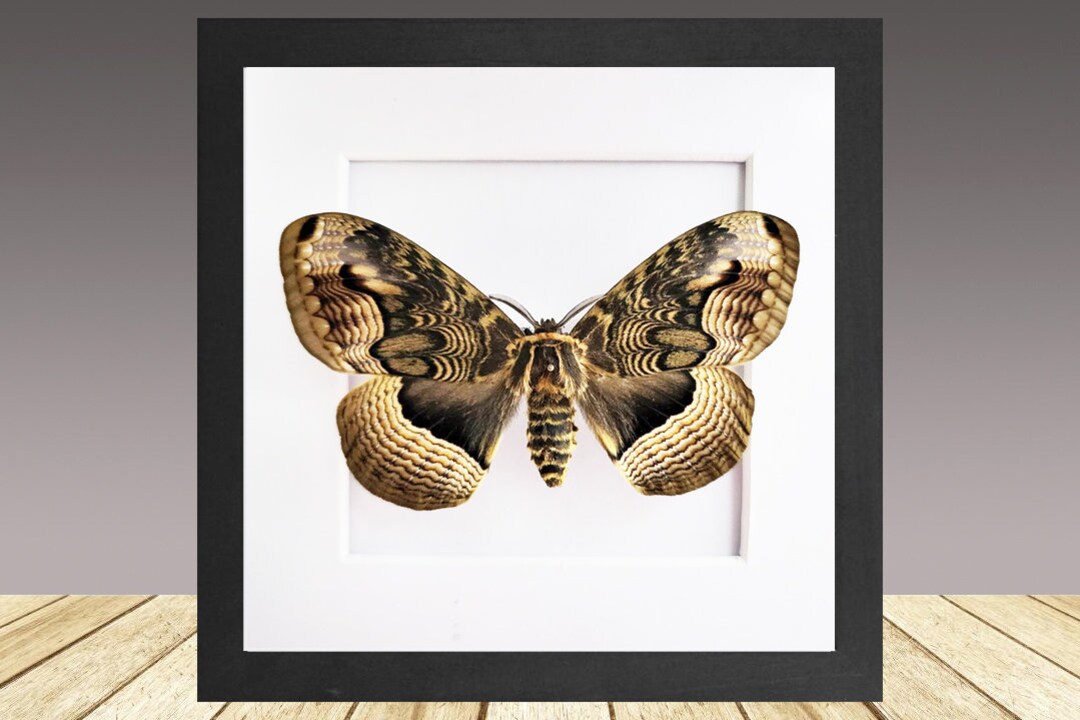 Brahmaea Certhia, the Sino-korean Owl Moth, Framed Moth, Real Insect ...