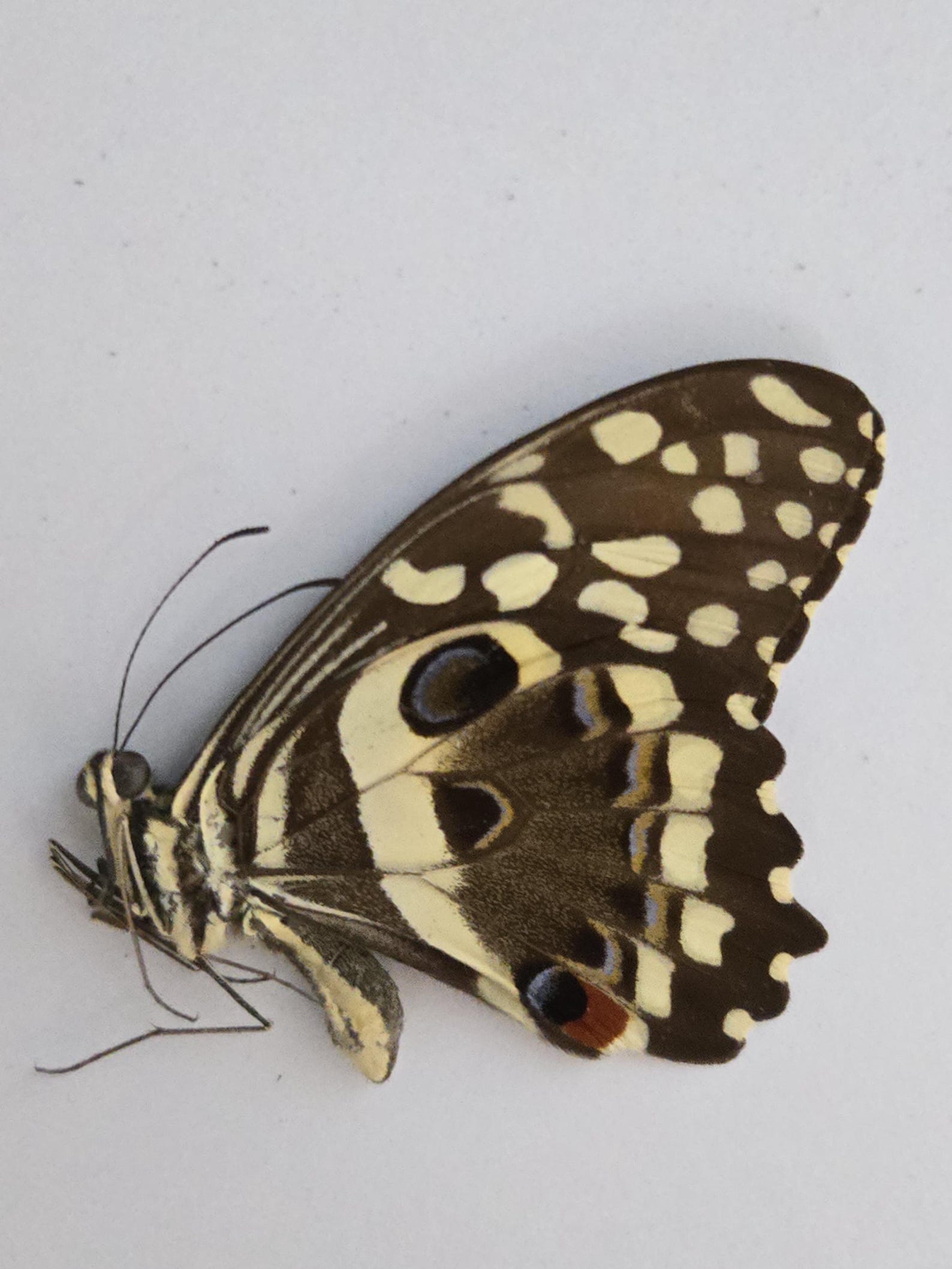 Papilio Demodecus,papered, Real Butterfly, Real Insect, - Etsy