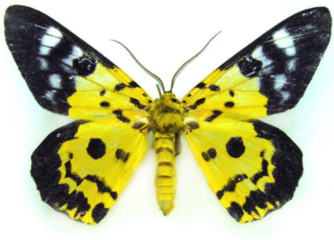 Real Moth, Male Falce Tiger Moth - Dysphania Militaris , for Earring ...